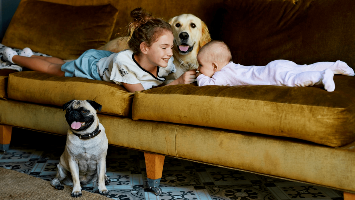 A trustable forever companion –Human-Animal bond - Terms of Life